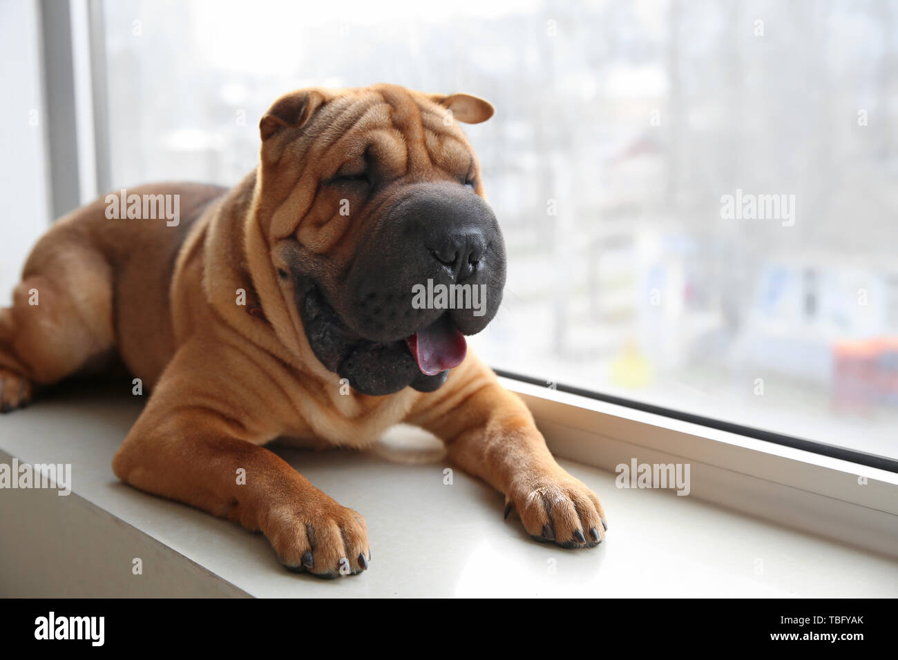 Cute funny dog lying on window sill Stock Photo - Alamy