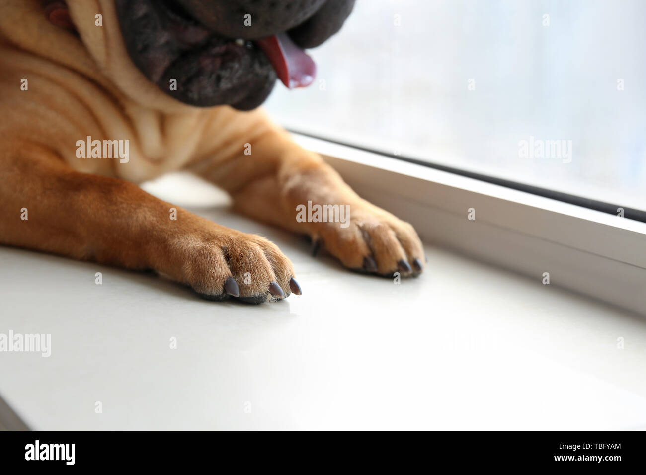Cute funny dog lying on window sill Stock Photo - Alamy