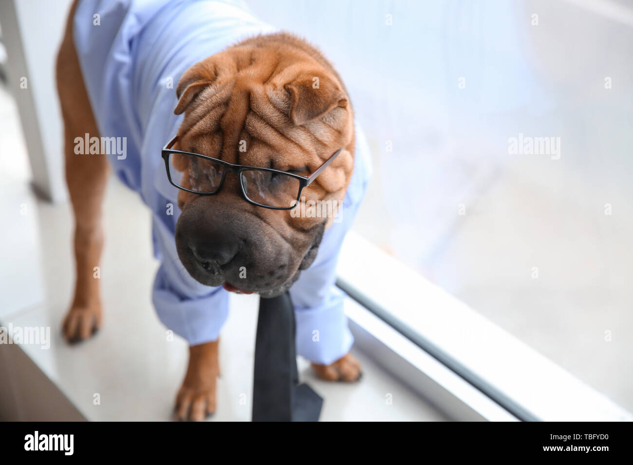 Cute funny dog dressed as businessman near window Stock Photo - Alamy