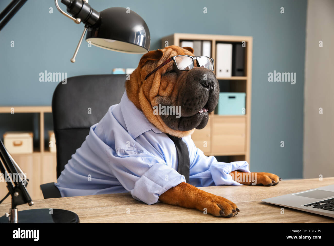 Cute funny dog dressed as businessman in office Stock Photo - Alamy