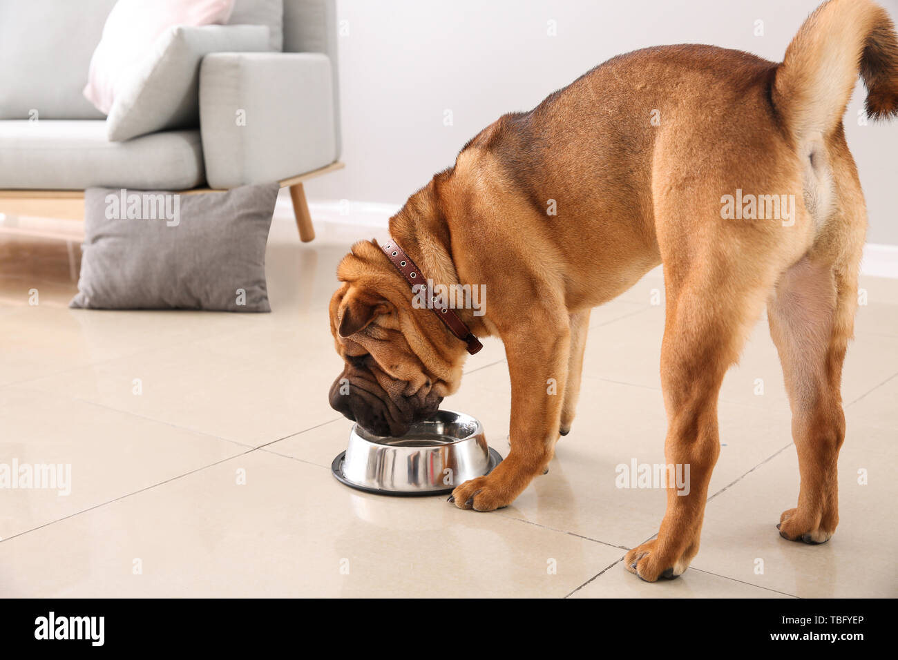 Cute funny dog drinking water at home Stock Photo - Alamy