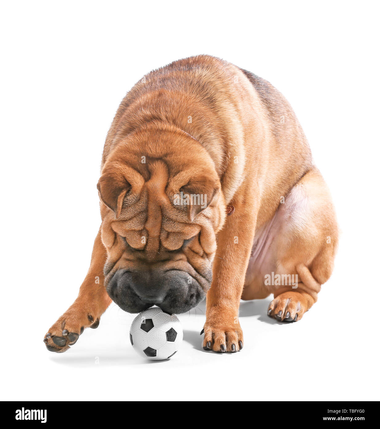 Cute funny dog with ball on white background Stock Photo - Alamy