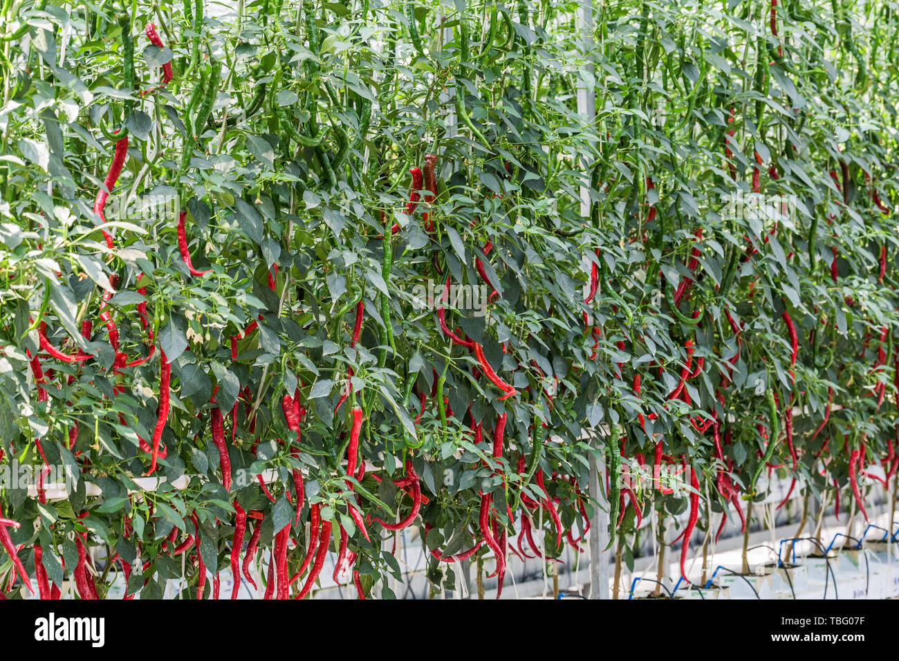 Three-dimensional planting of chili peppers, filmed at Shandong ...