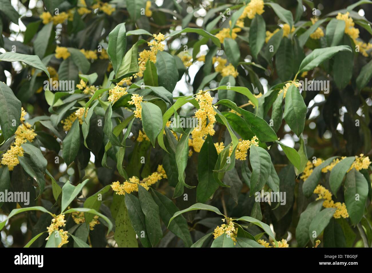 Silver osmanthus hi-res stock photography and images - Alamy