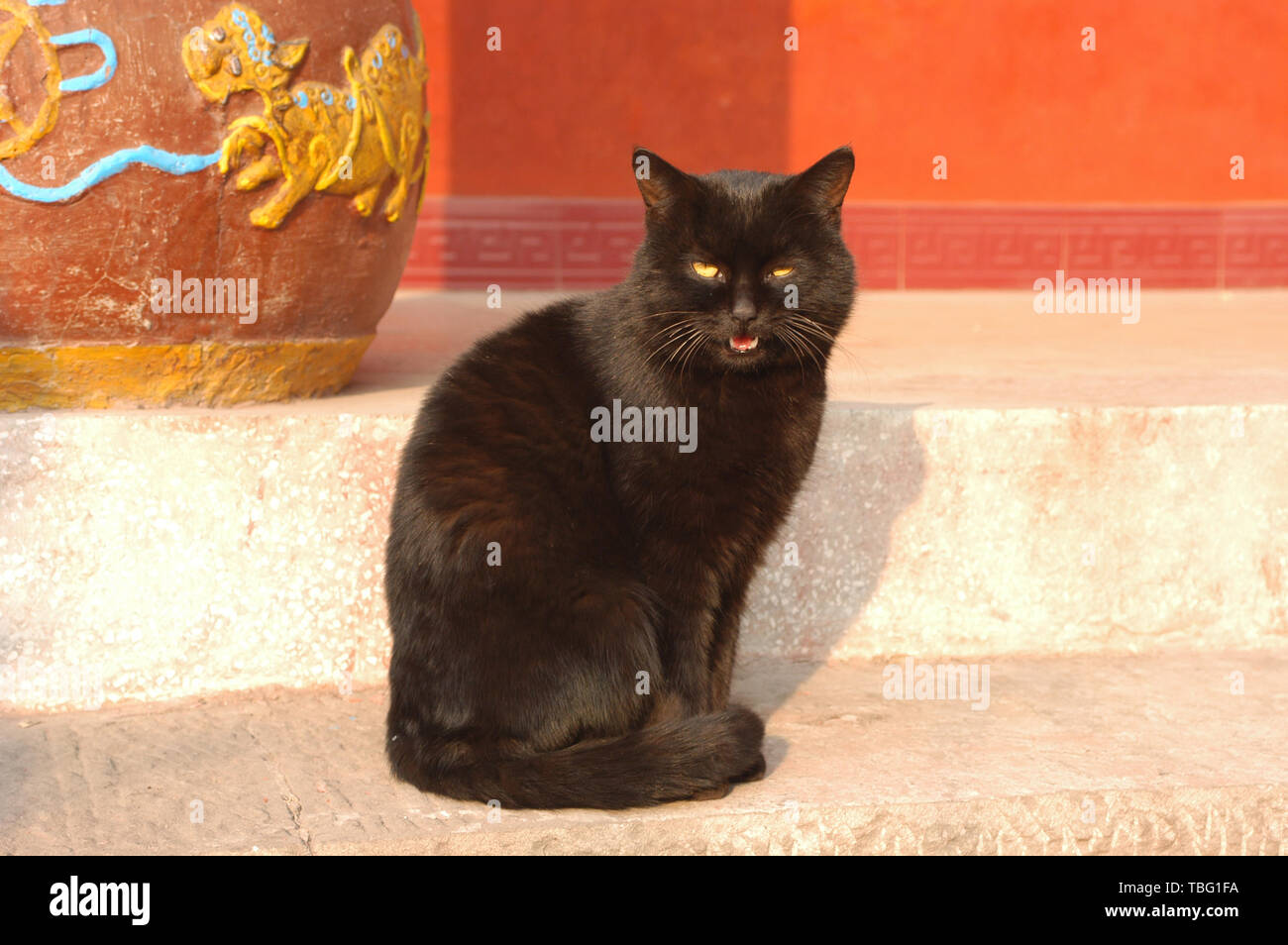 Black cat in standoff Stock Photo - Alamy