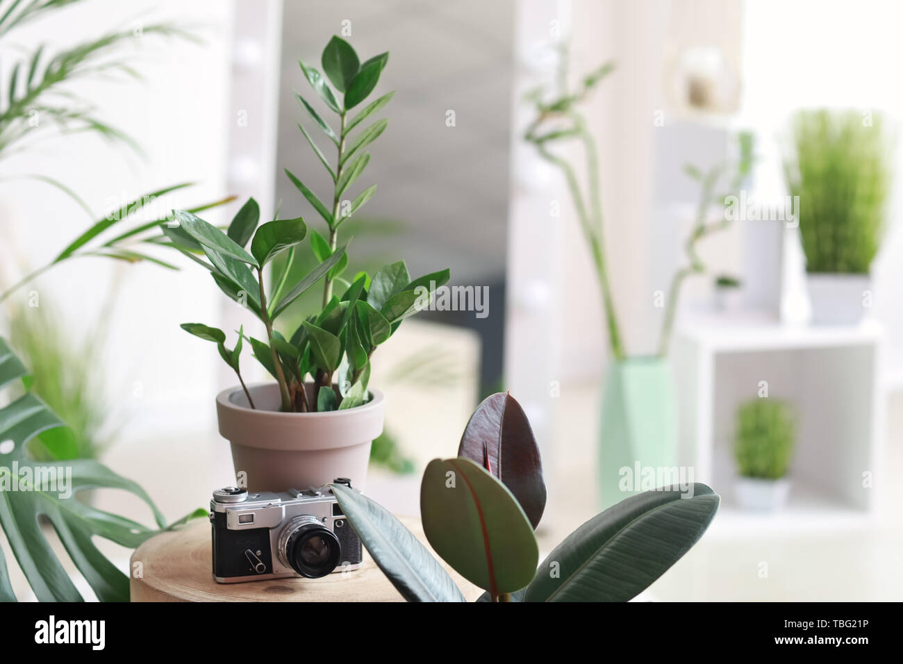Photo camera with green tropical plants in room Stock Photo - Alamy