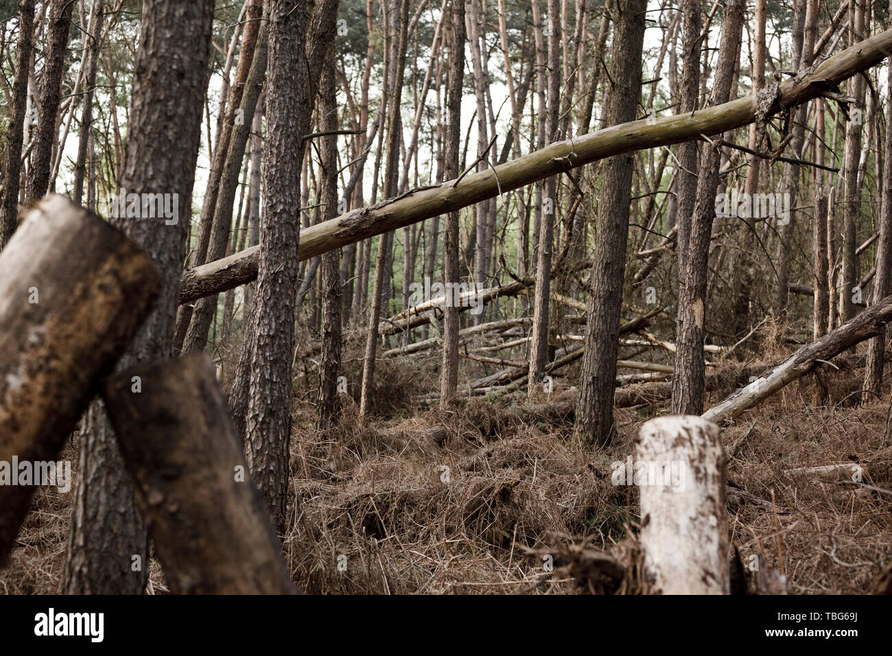 Middle europe trees hi-res stock photography and images - Alamy