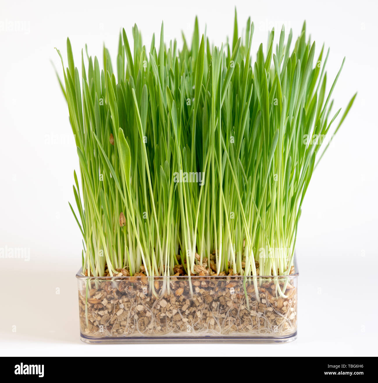 Wheat plant roots hi-res stock photography and images - Alamy