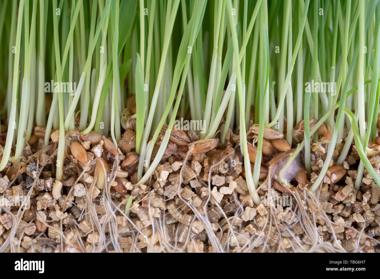 Wheat Plant Roots High Resolution Stock Photography and Images - Alamy
