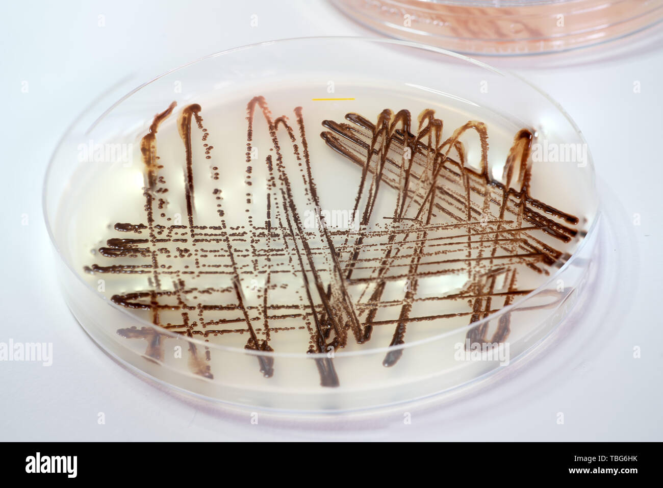 Sowing human feces in a petri dish Stock Photo - Alamy