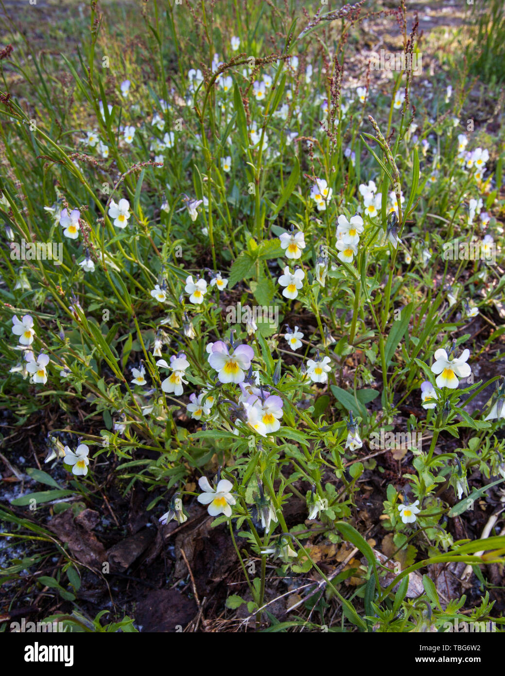 Field pansy flowering (Viola aevensis Stock Photo - Alamy