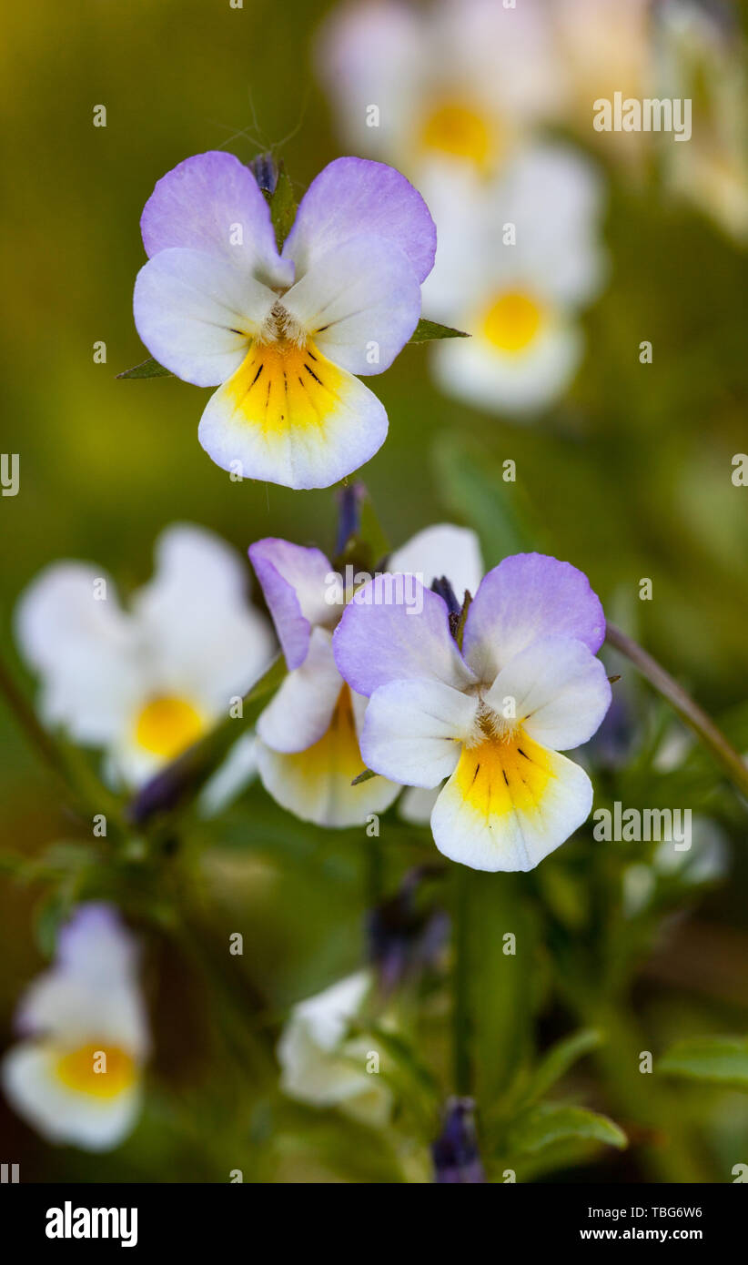 Viola arvensis hi-res stock photography and images - Alamy