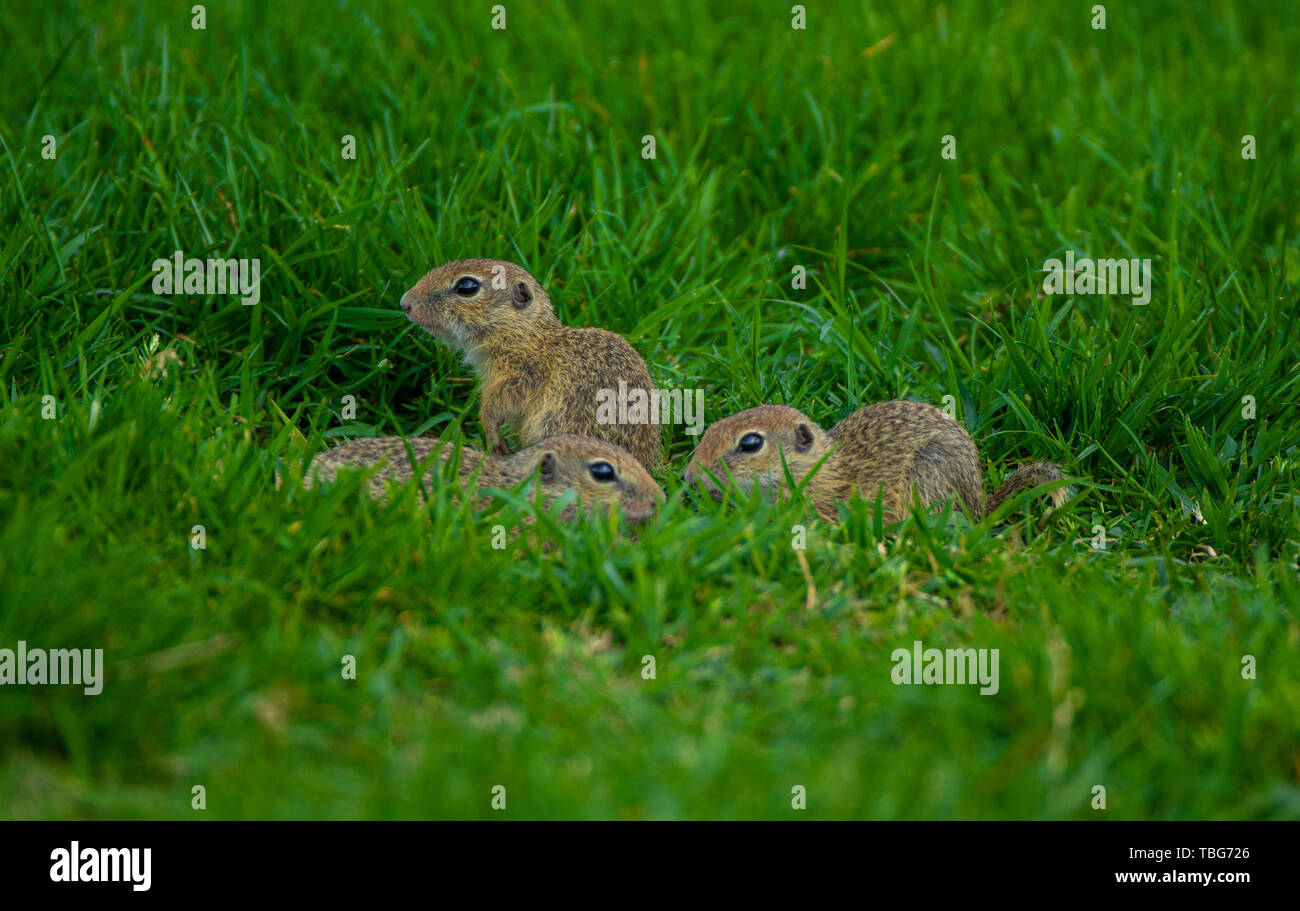 Baby groundhog hi-res stock photography and images - Alamy