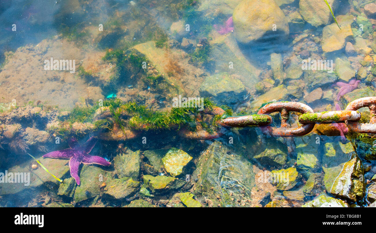 A ship covered with seaweed hi-res stock photography and images - Alamy