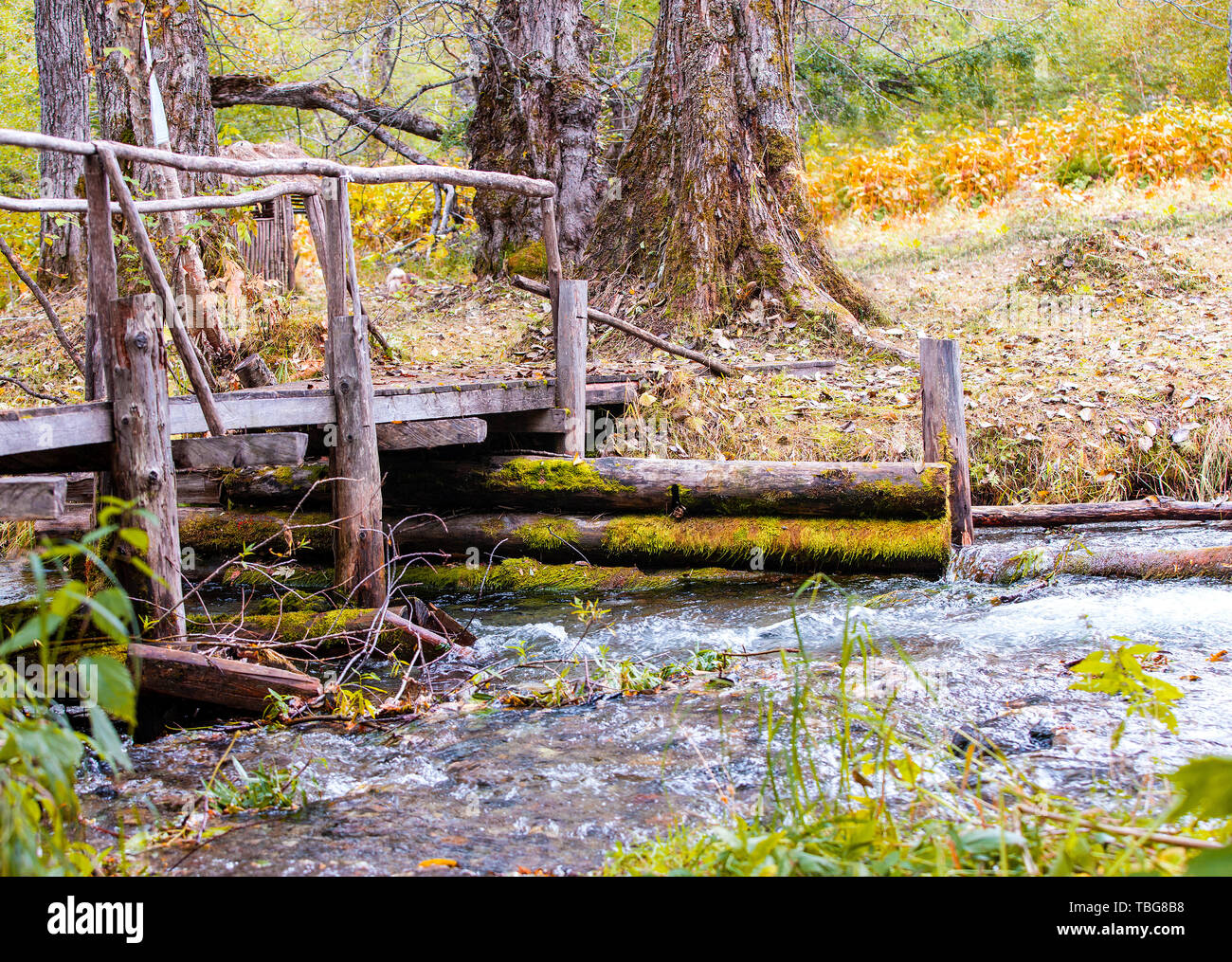 wooden bridge over stream in the forest Stock Photo - Alamy