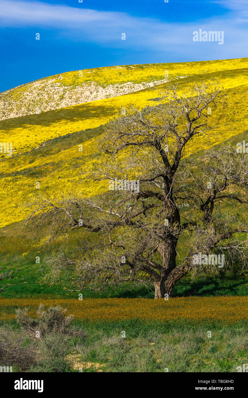 The Carizzo Plain National Monument with wildflowers of the 2019 ...