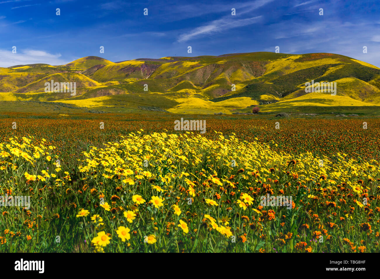 The Carizzo Plain National Monument with wildflowers of the 2019 ...