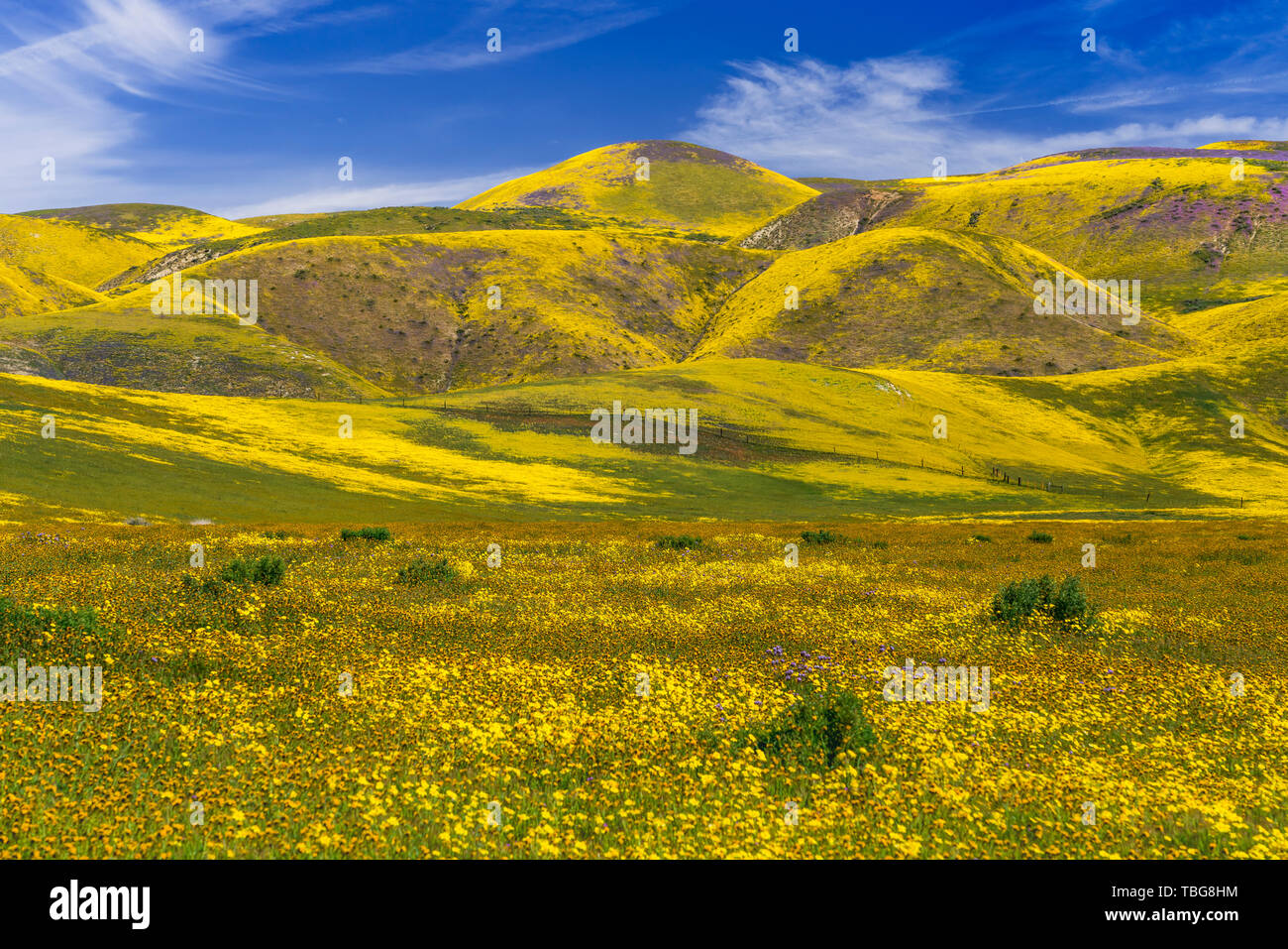 The Carizzo Plain National Monument with wildflowers of the 2019 ...
