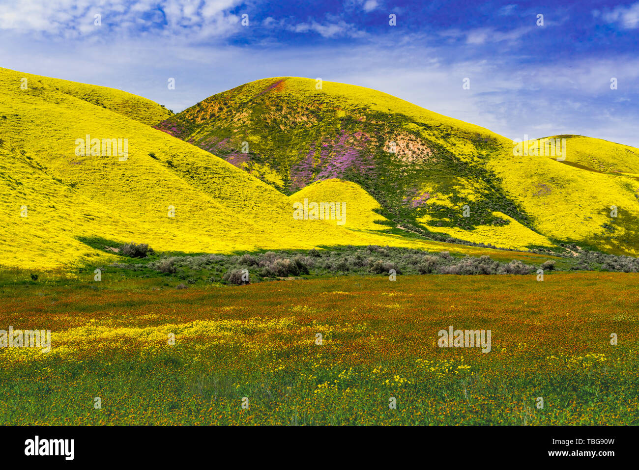 The Carizzo Plain National Monument with wildflowers of the 2019 ...