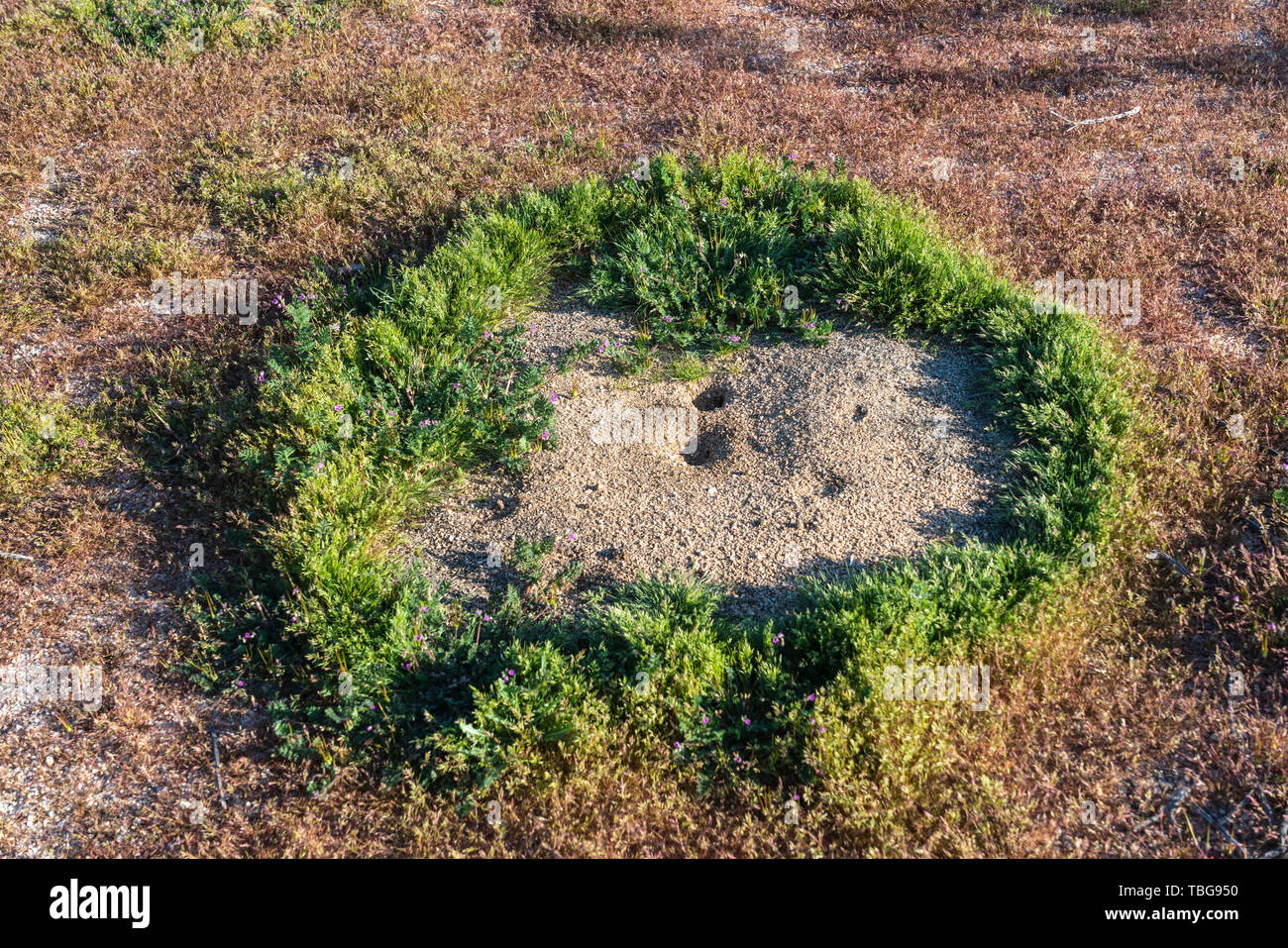California insect hi-res stock photography and images - Alamy