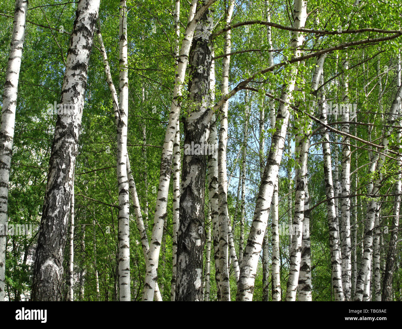 Spring tree birch leaf close up hi-res stock photography and images - Alamy
