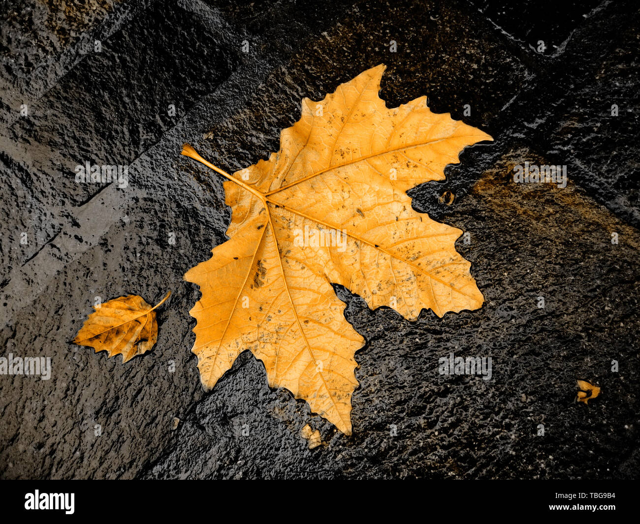 Autumn sycamore leaf fall hi-res stock photography and images - Alamy