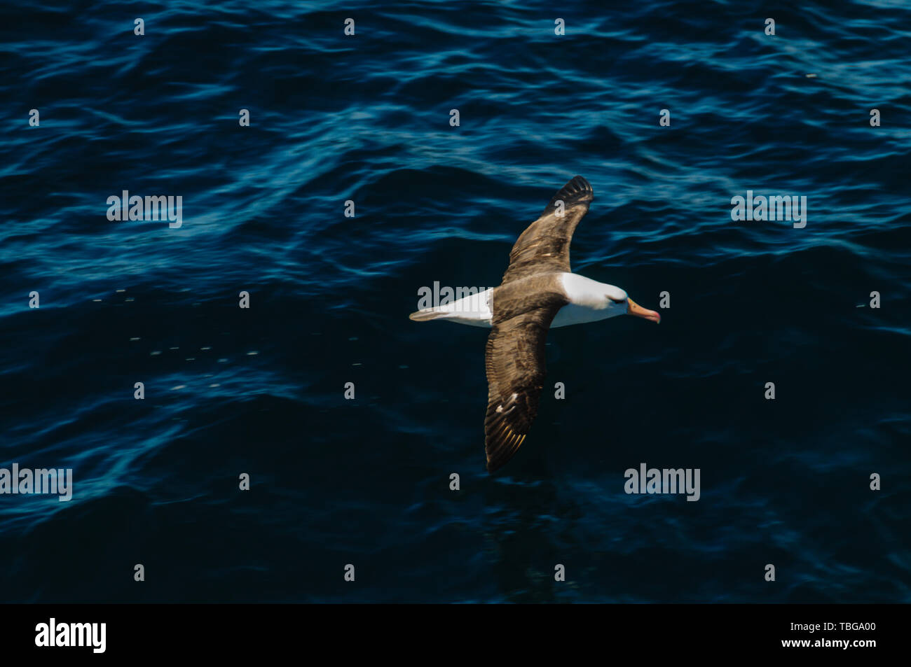 Albatross soaring across the ocean Stock Photo - Alamy