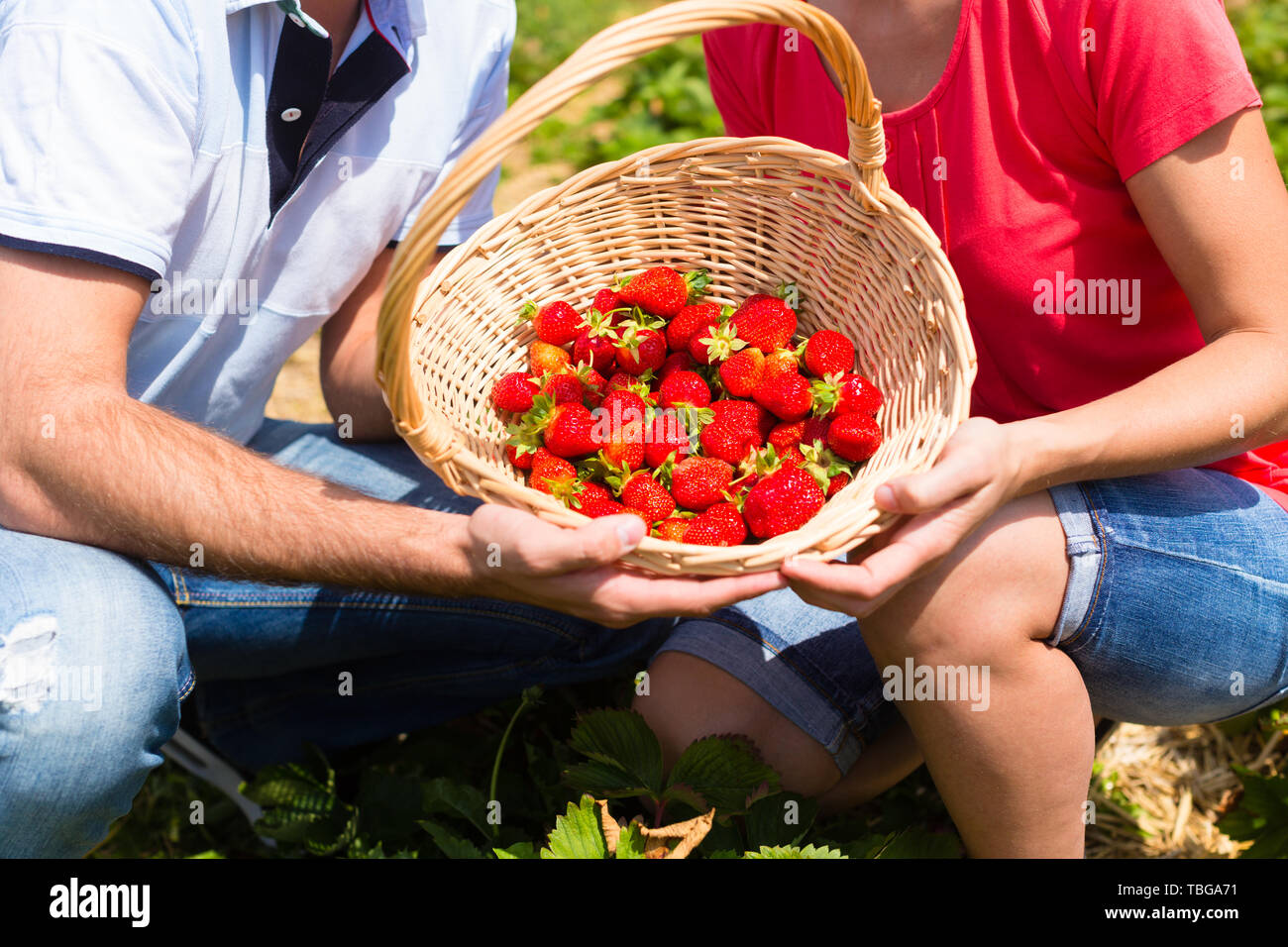 Beautiful woman picking strawberries hi-res stock photography and ...