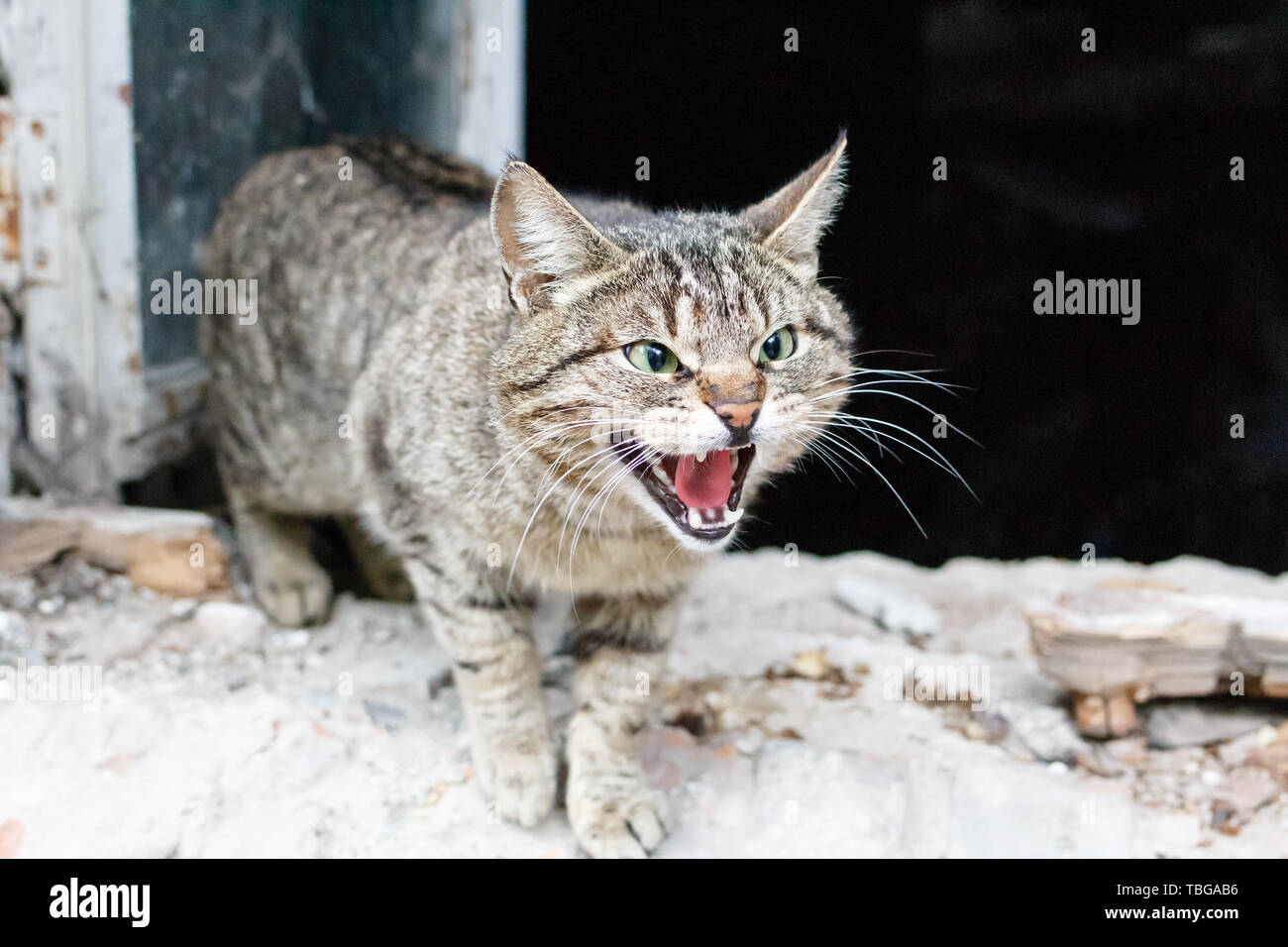 Angry agressive cat closeup. Cat is showing teeth with open mouth with ...