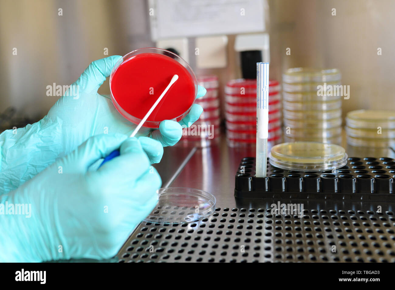 Medical clinic Pathological bacteria cultivation sample test Stock ...