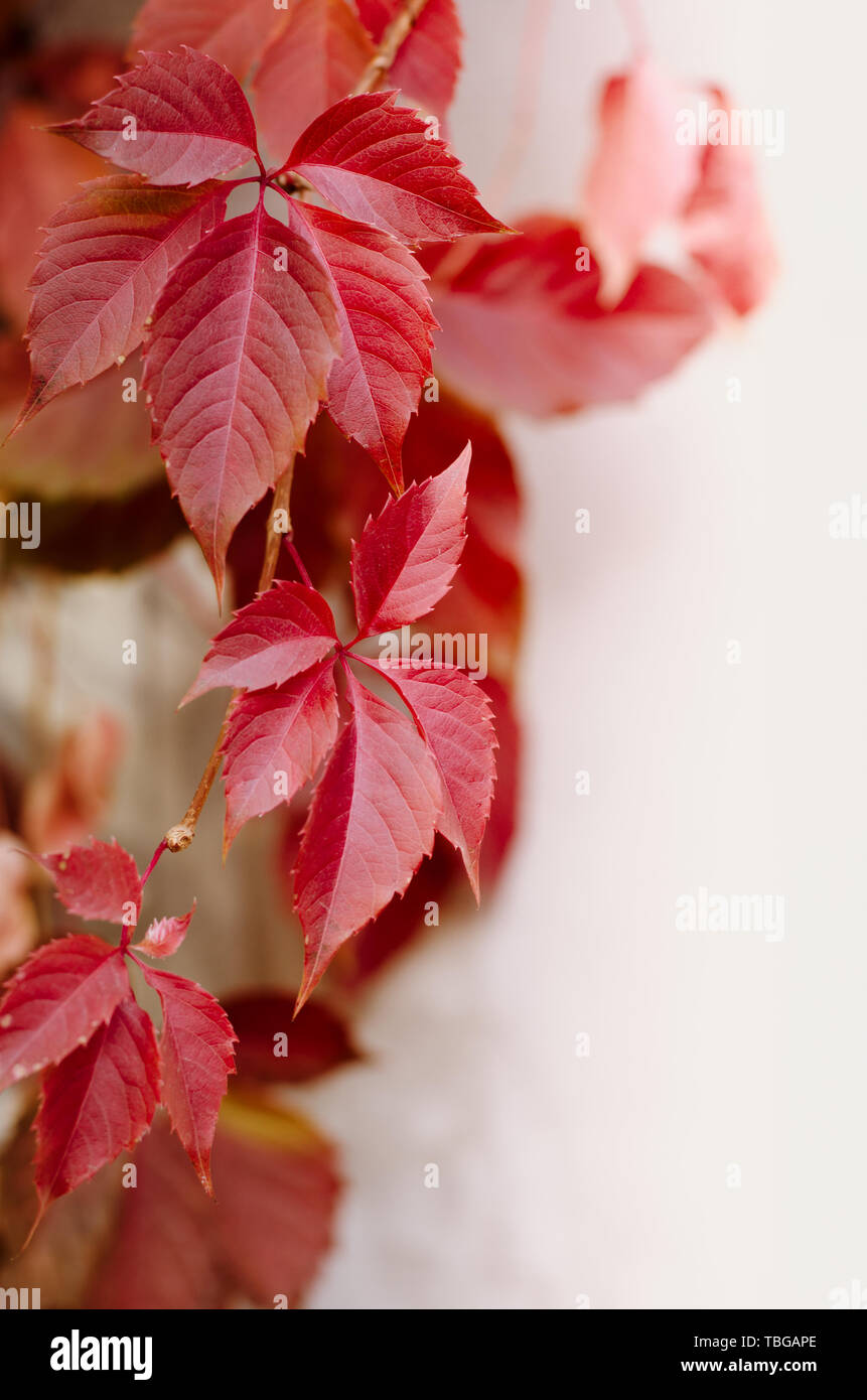 Wild red grape leaves. Beautiful bright fall background Stock Photo - Alamy