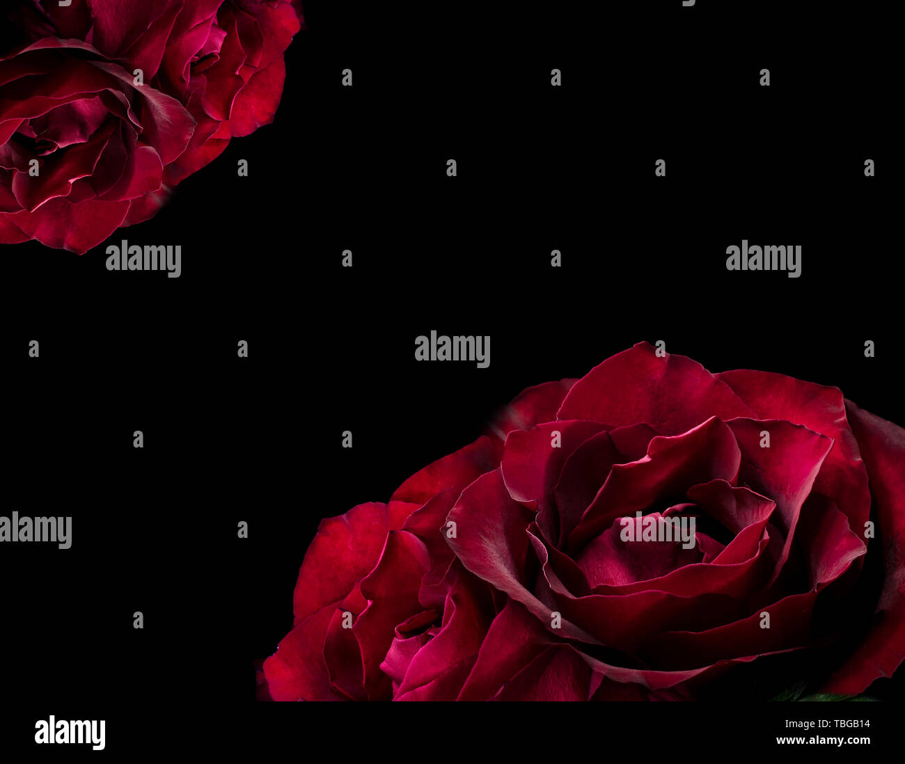 Beautiful red rose in the darkness. Dark moody floral background Stock ...