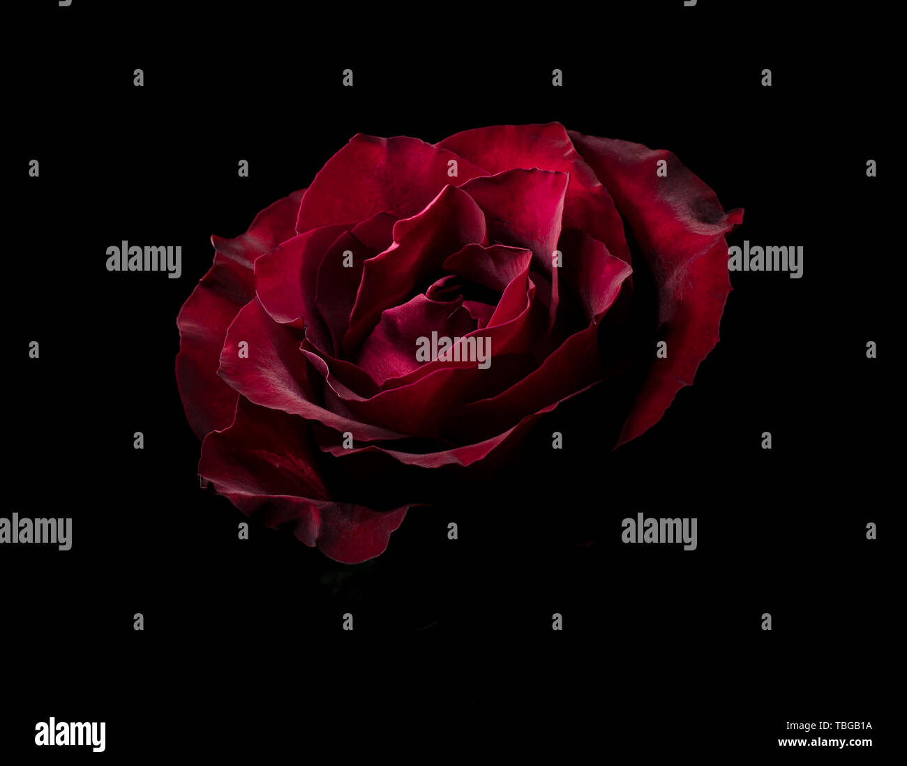 Beautiful red rose in the darkness. Dark moody floral background Stock ...