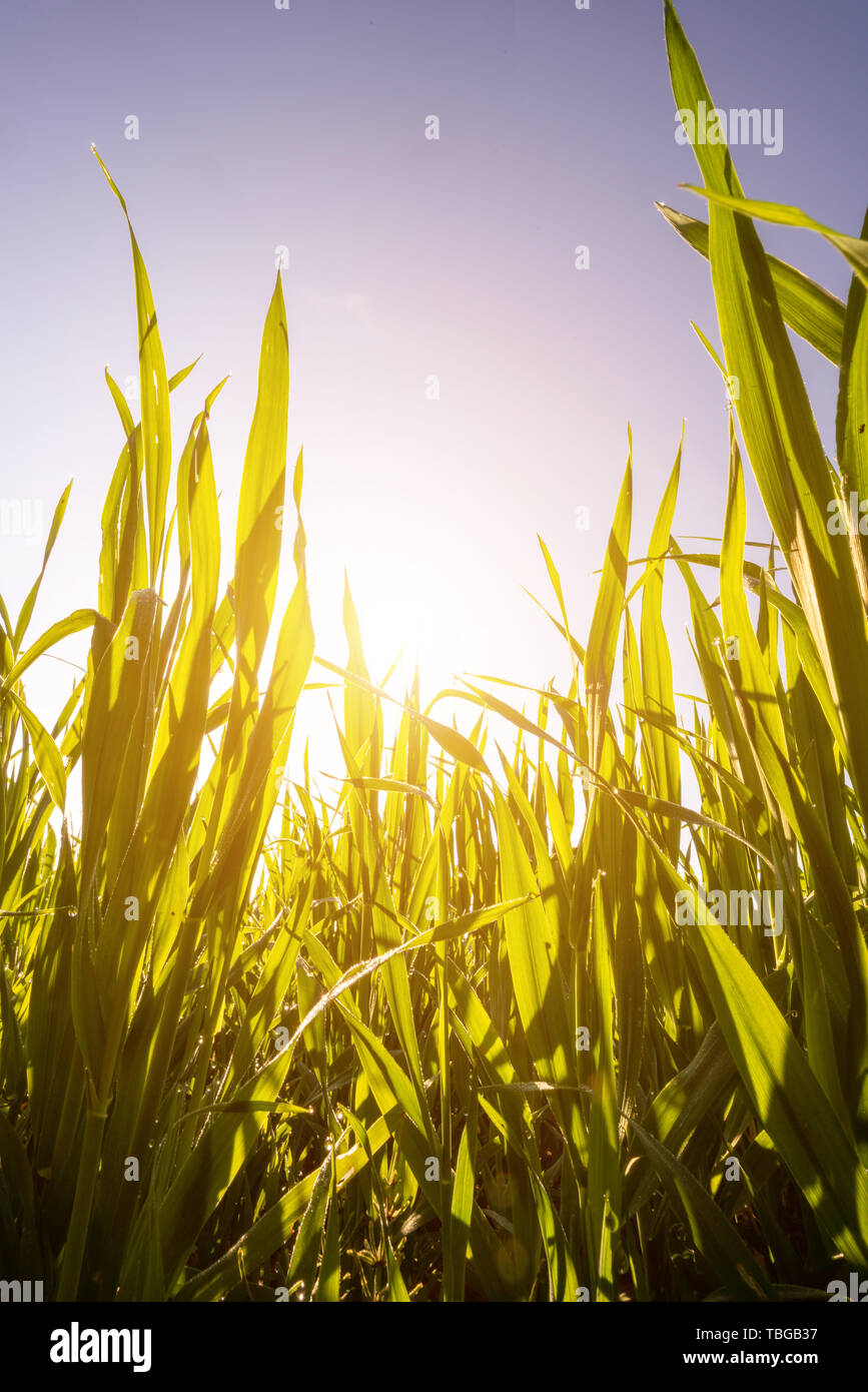 Green summer grass bottom view on sky and sun. Morning Dew on Grass at ...