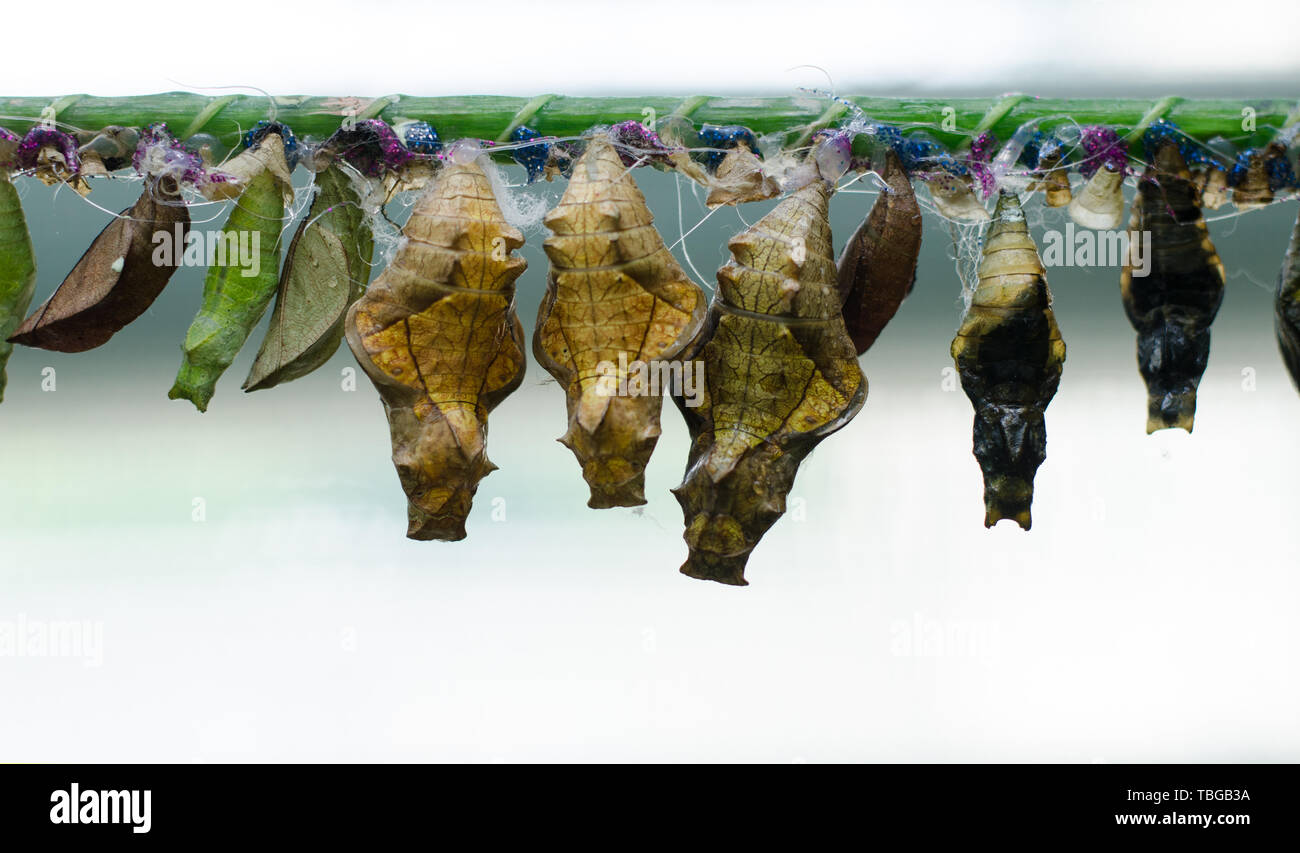 Butterflies farm. Butterflies chrysalis on a branch Stock Photo - Alamy