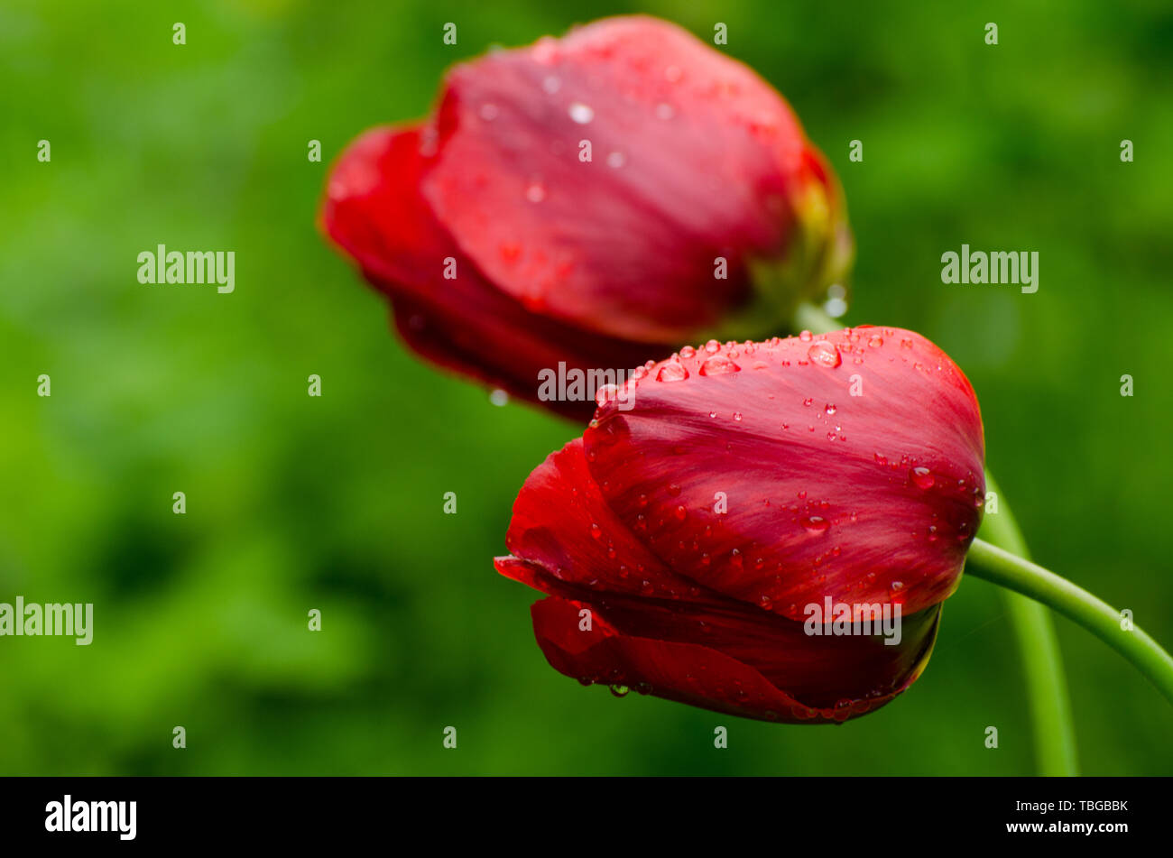 Bright red tulip flower under dew drops in the rainy garden. Floral ...