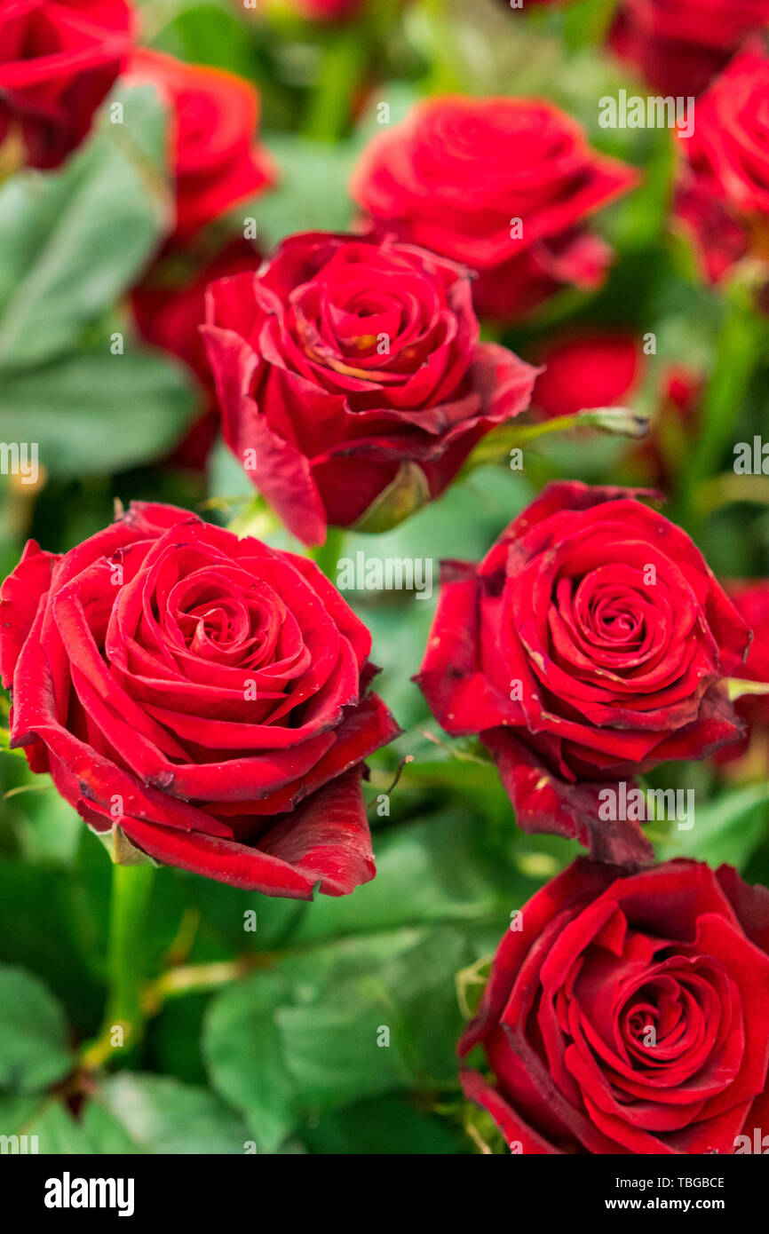 Fresh, natural red roses with green leaves. background. vertical photo ...