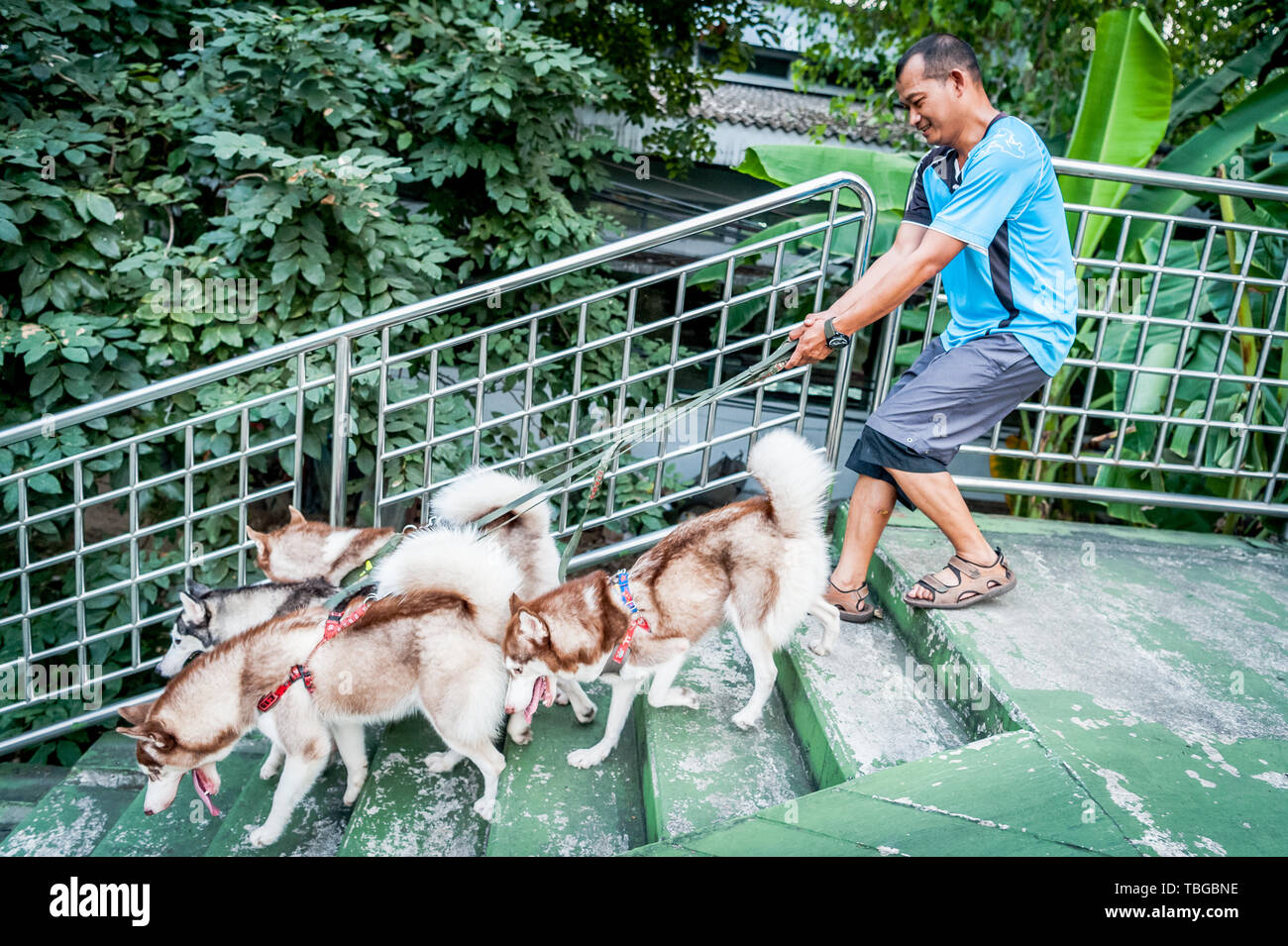 A dog walker takes his beautiful dogs- Siberian Husky (This I believe ...