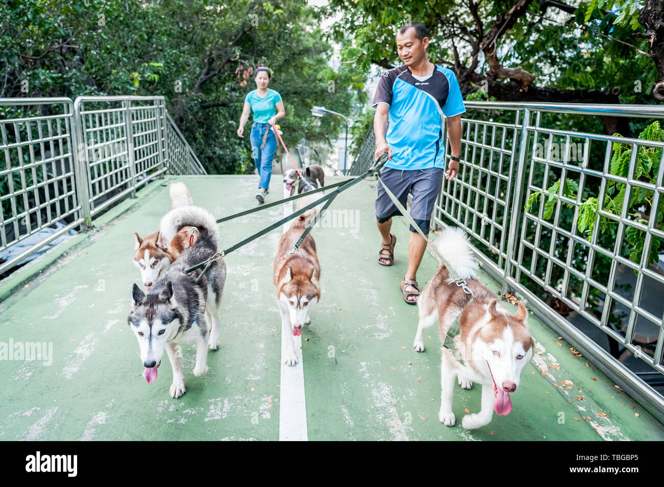 Husky dog bangkok hi-res stock photography and images - Alamy