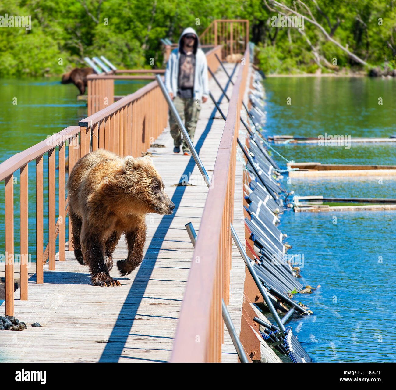 Men with brown bear cubs hi-res stock photography and images - Alamy