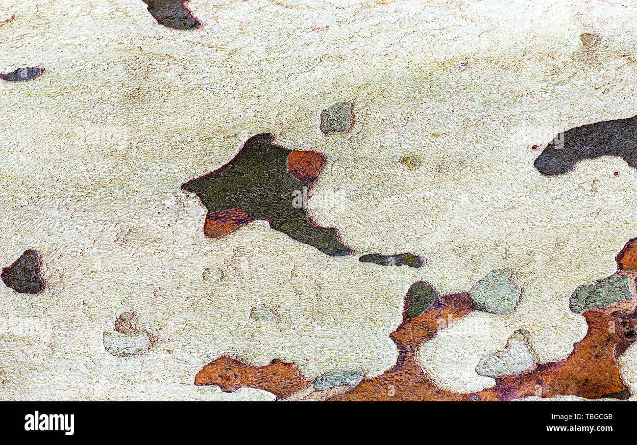 sycamore texture tree bark Stock Photo - Alamy