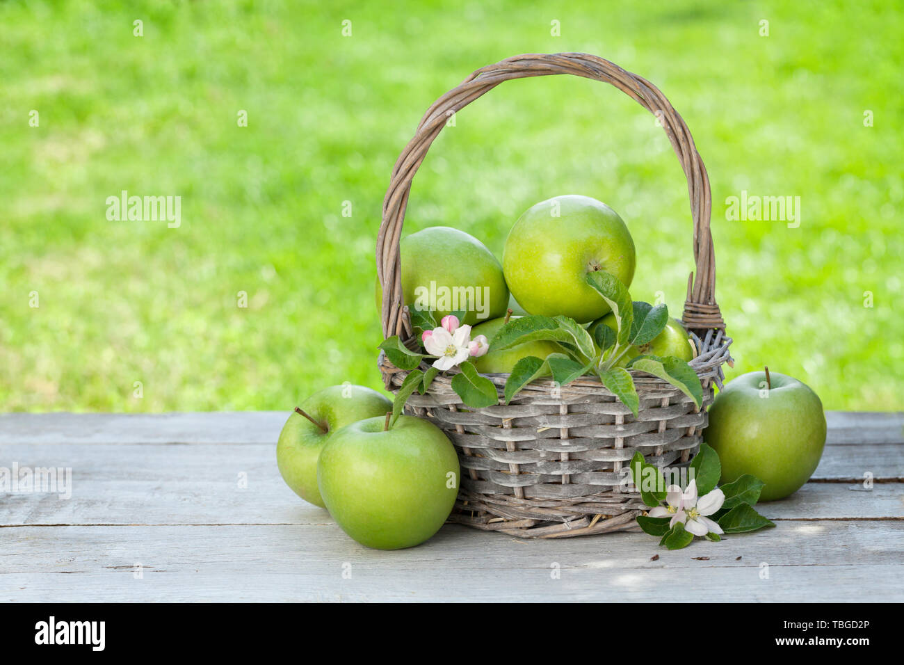 Fresh garden green apples in basket. On outdoor table with copy space ...