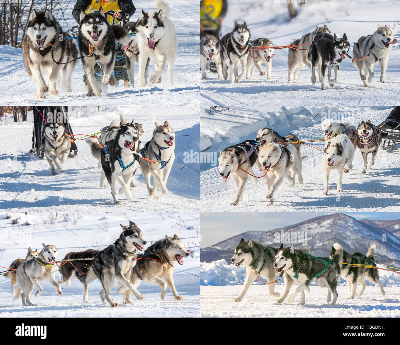 Collage of Traditional Kamchatka Dog Sledge Race Stock Photo - Alamy