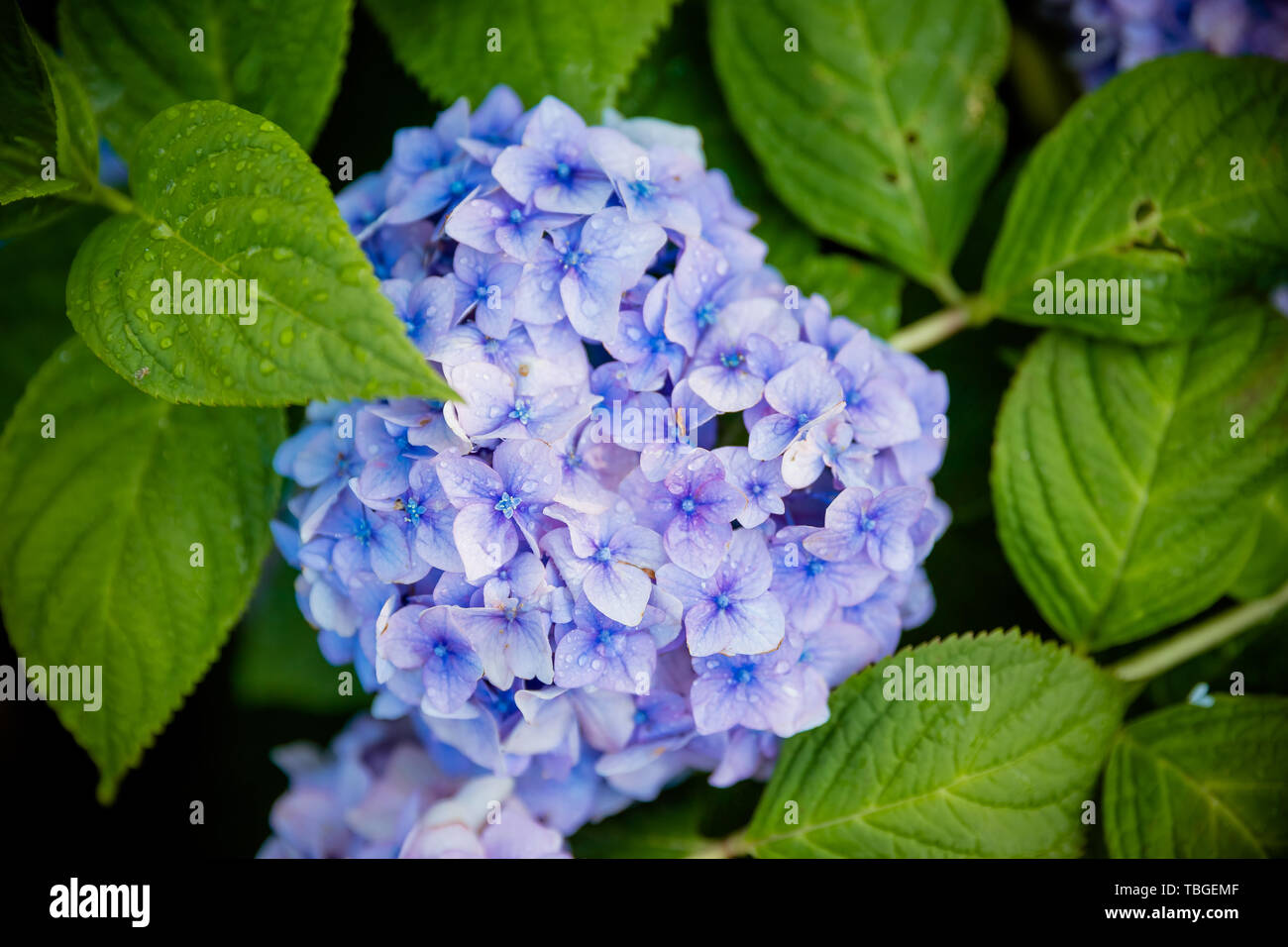japanese blue hydrangea.Hydrangea blue in the blooming garden Which is ...