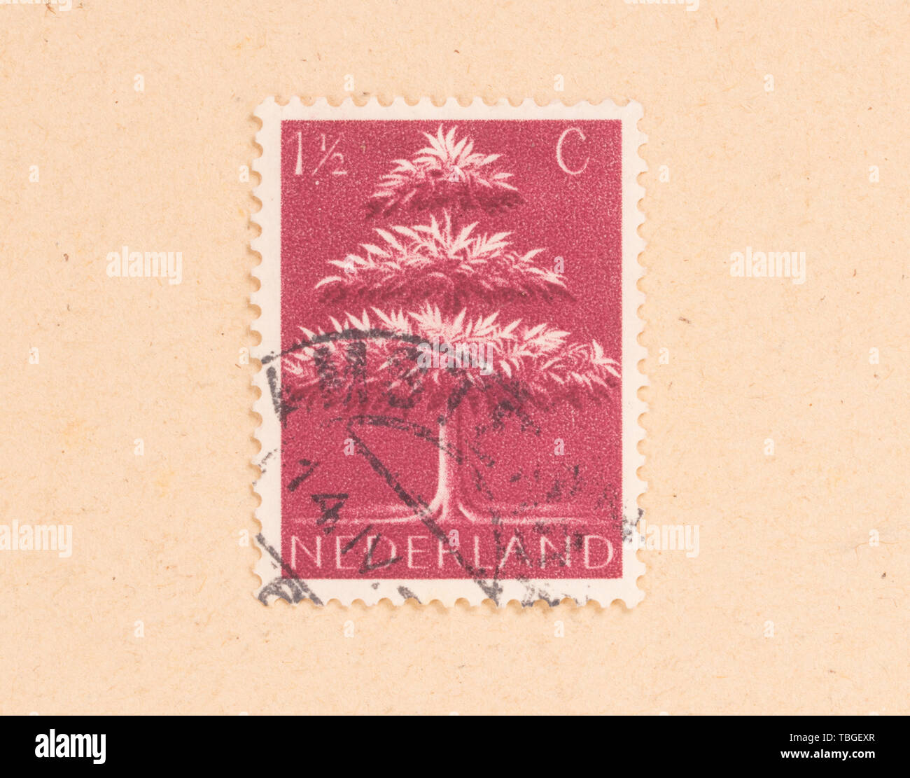 THE NETHERLANDS 1950: A stamp printed in the Netherlands shows a tree ...