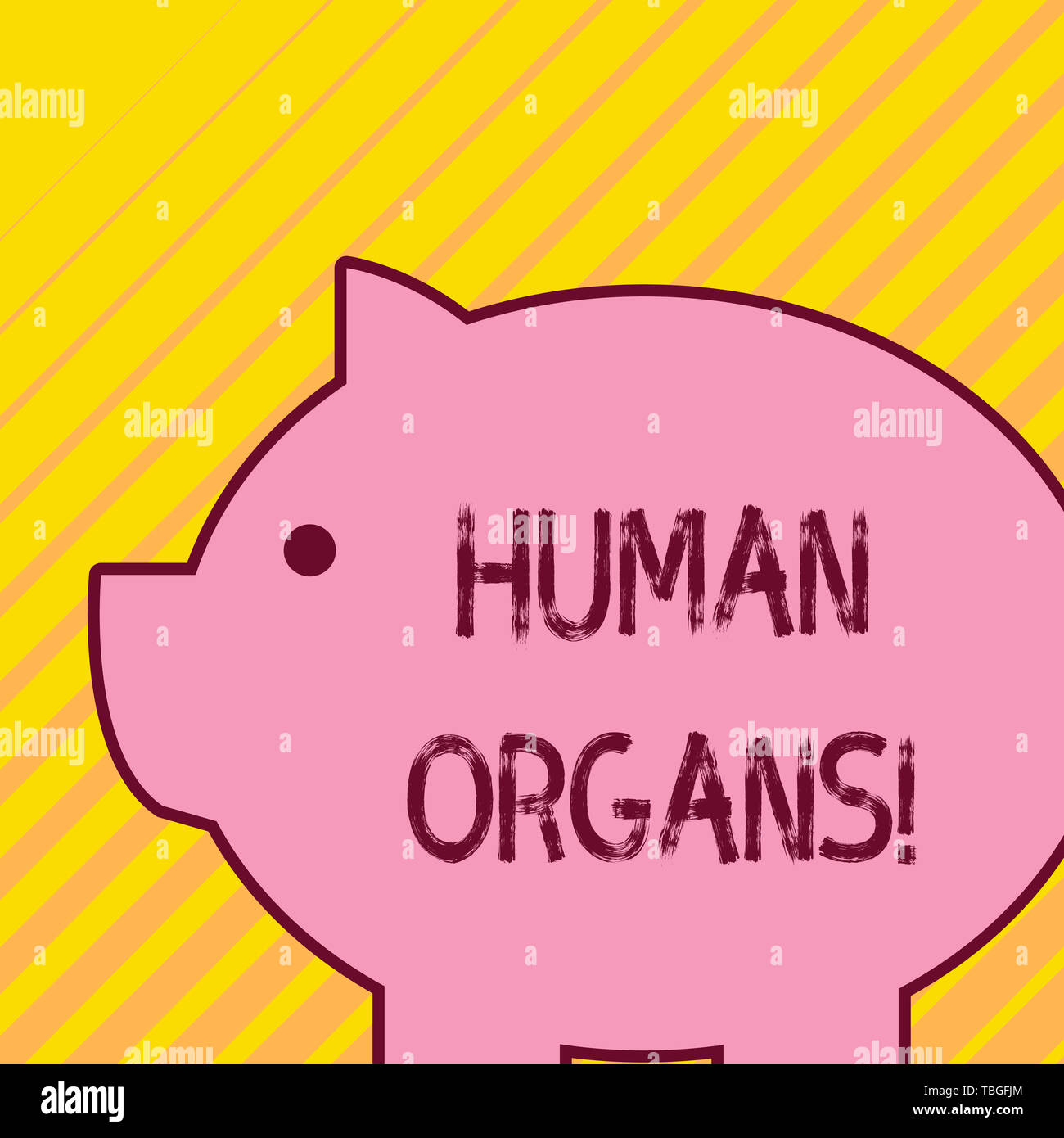 Pig respiratory system hi-res stock photography and images - Alamy