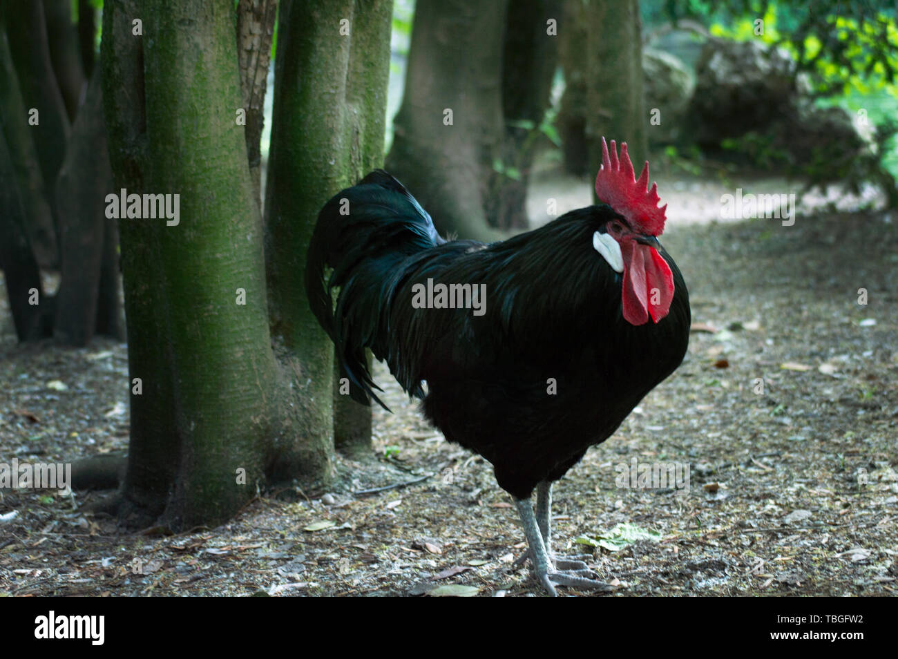 Beautiful rooster in a natural park. Green landscape Stock Photo - Alamy