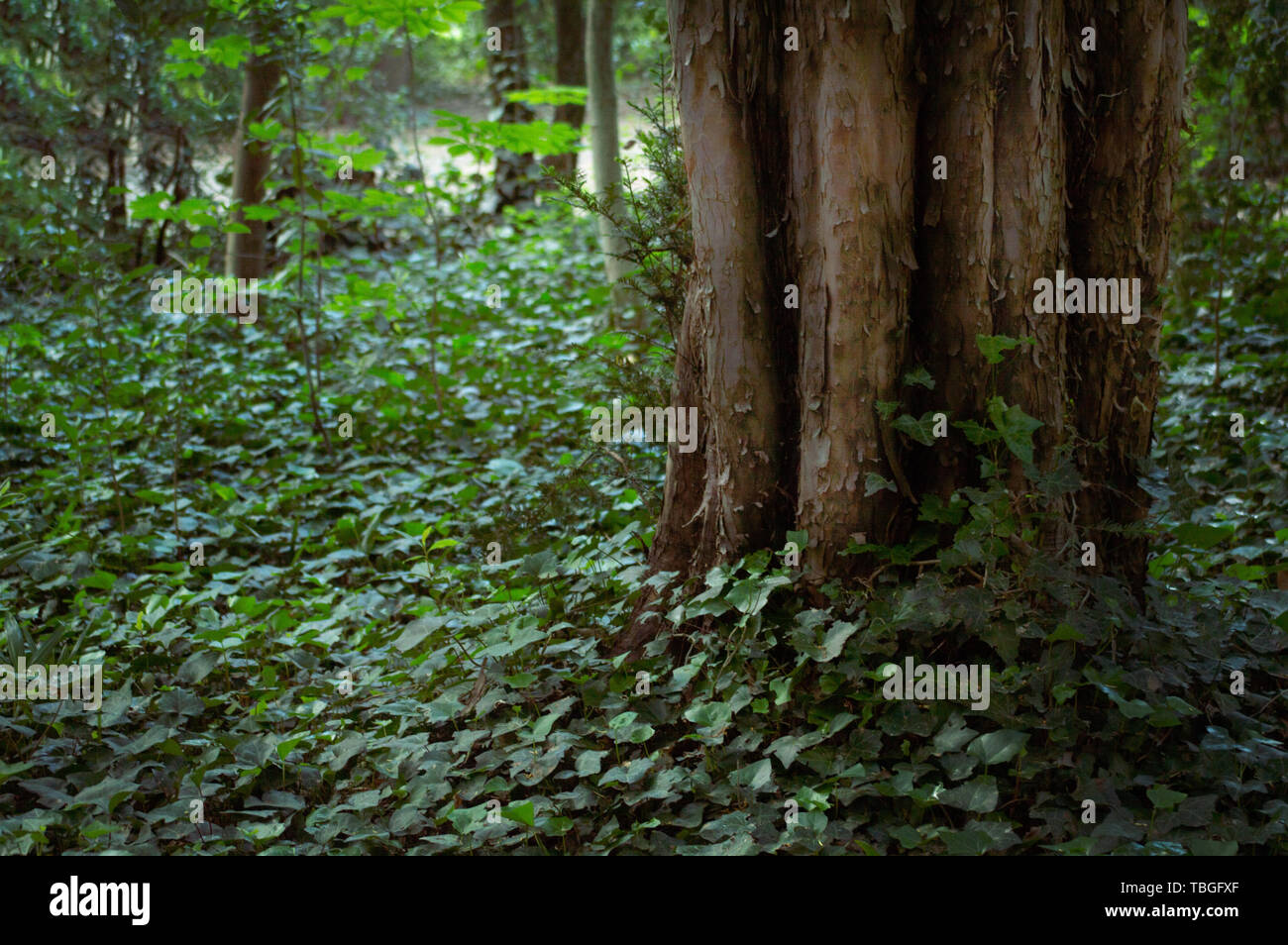 Big tree in a natural park. Beautiful green landscape Stock Photo - Alamy