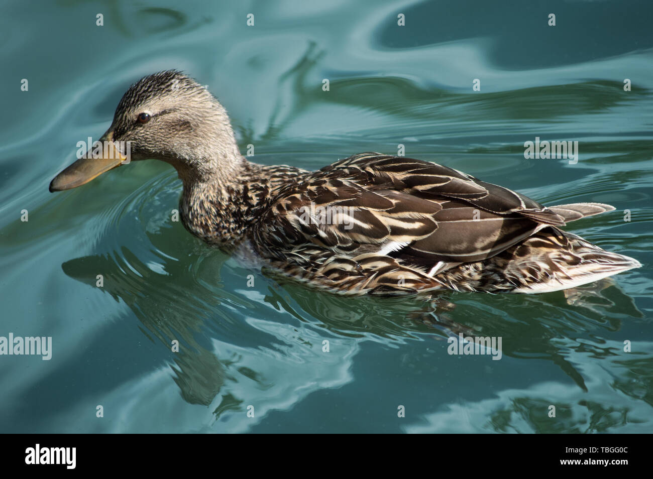 Duck swimming underwater hi-res stock photography and images - Alamy