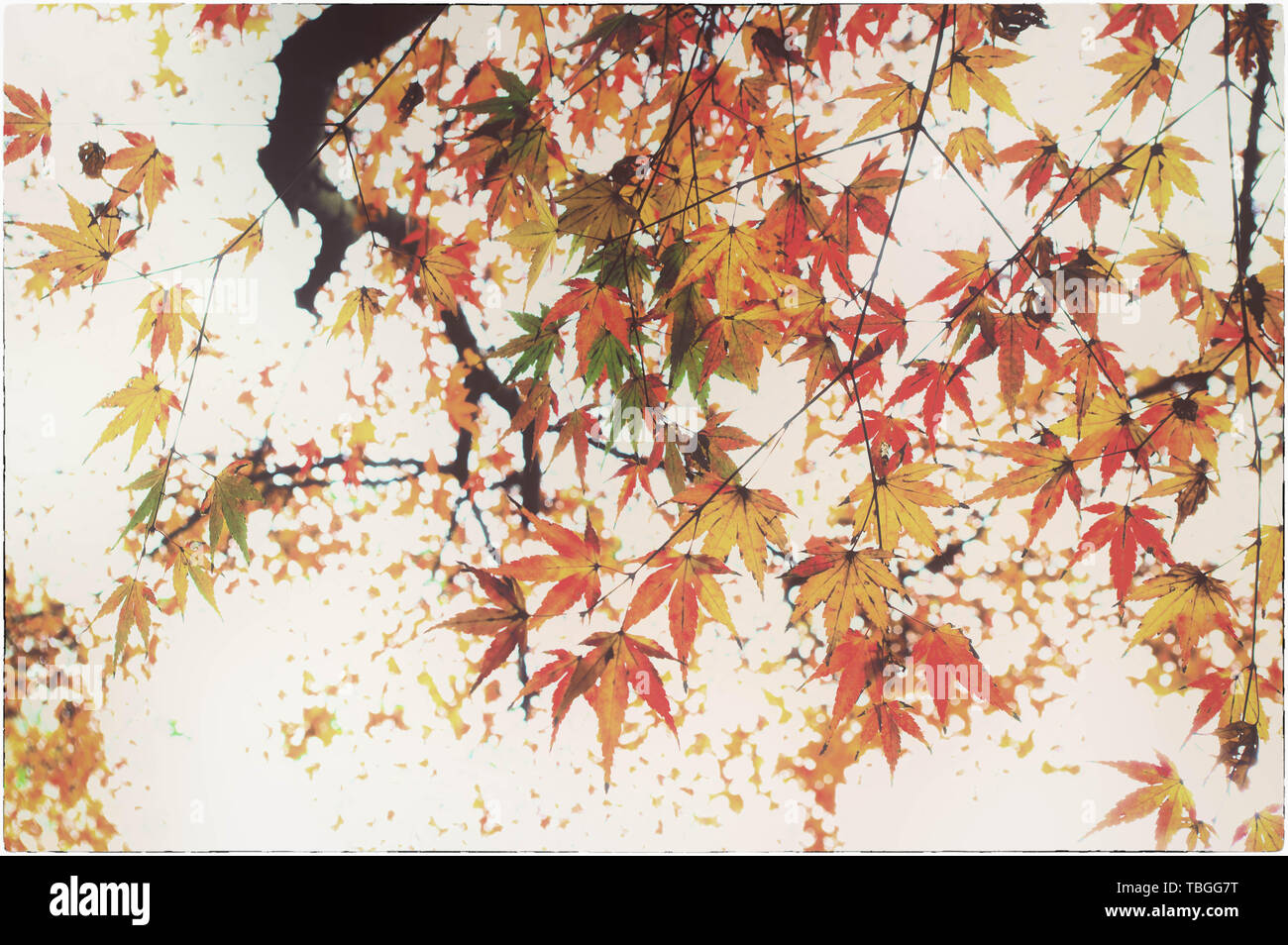 The story of the maple leaf Stock Photo - Alamy